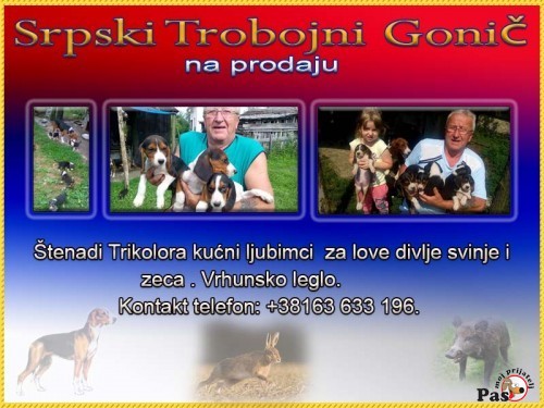 Srpski trobojni gonič