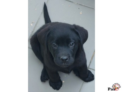 Labrador retriver