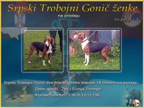 Srpski trobojni gonič