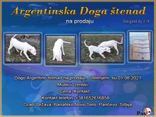 Dogo argentino