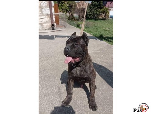 Cane Corso