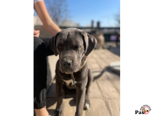 Cane Corso