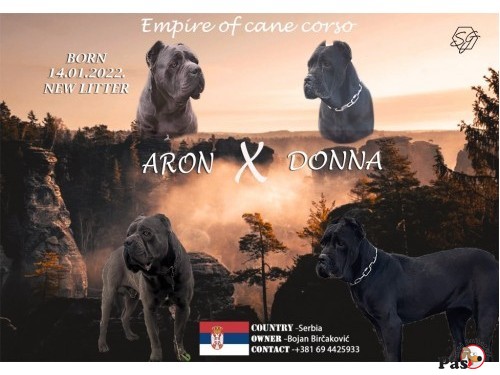 Cane Corso