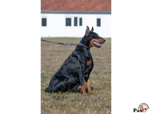 Doberman