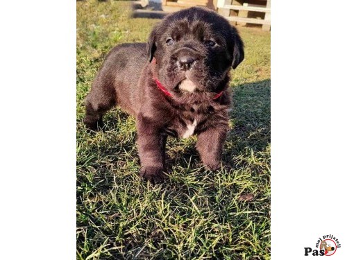 Cane Corso