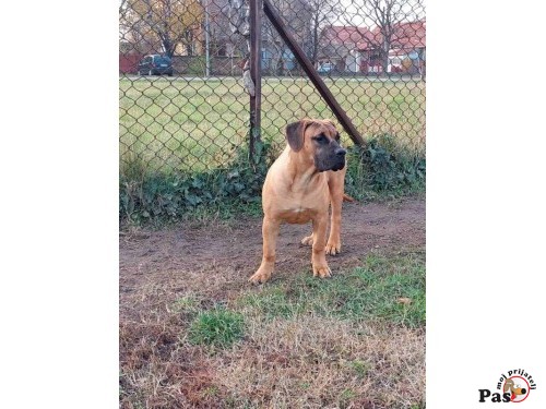 Presa de canario