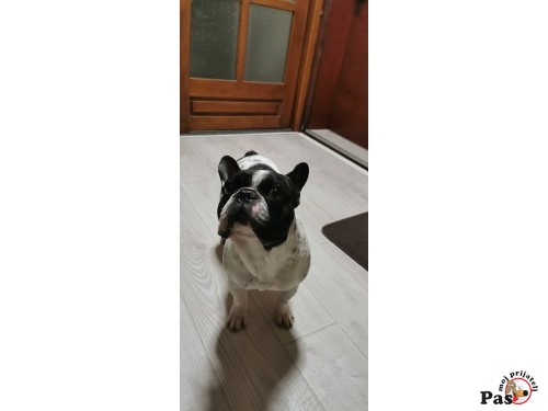 Francuski buldog