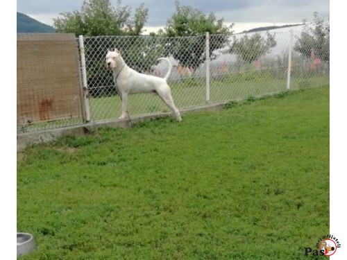 Dogo argentino