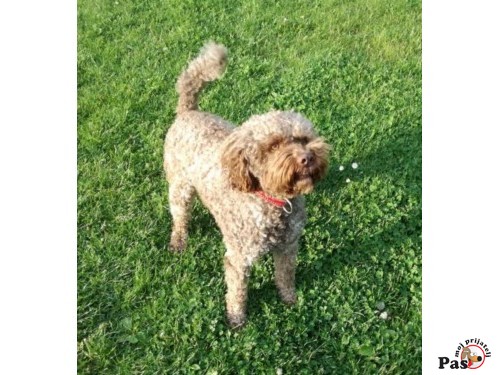 LAGOTTO ROMAGNOLO