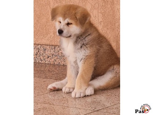 Akita Inu