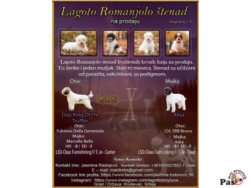 LAGOTTO ROMAGNOLO