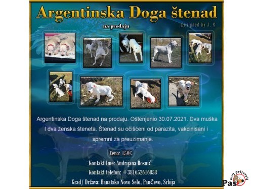 Dogo argentino