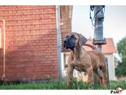 Presa de canario