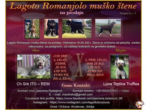 Lagotto romagnolo