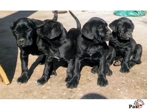 Cane Corso