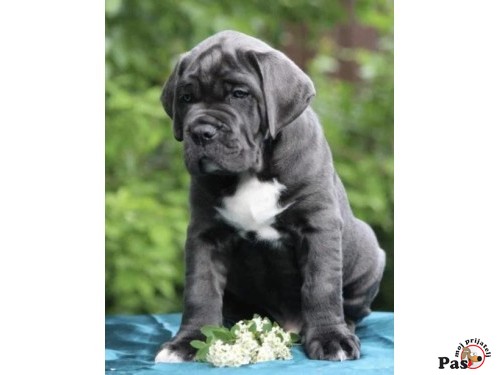 Cane Corso