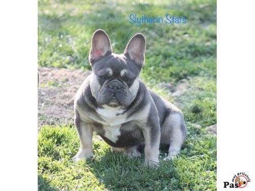 Francuski buldog
