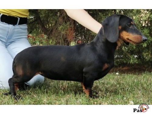 JAZAVIČAR OŠTRODLAKI - DACHSHUND