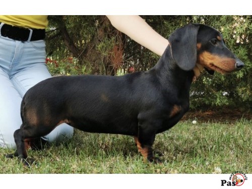 Jazavičar oštrodlaki - Dachshund