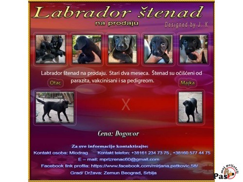 LABRADOR RETRIVER