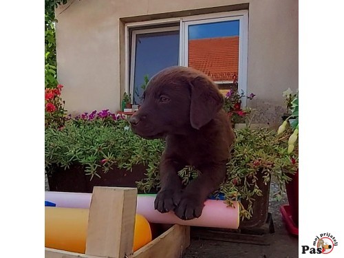 LABRADOR RETRIVER