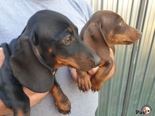 Jazavičar oštrodlaki - Dachshund