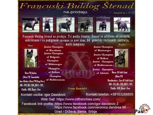 Francuski buldog