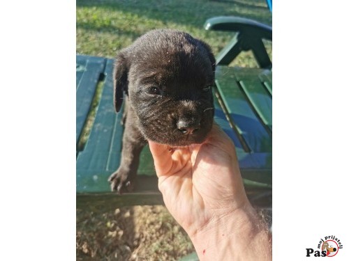 Cane Corso