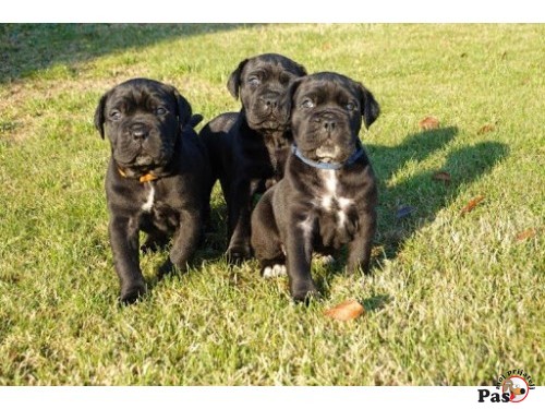 Cane Corso