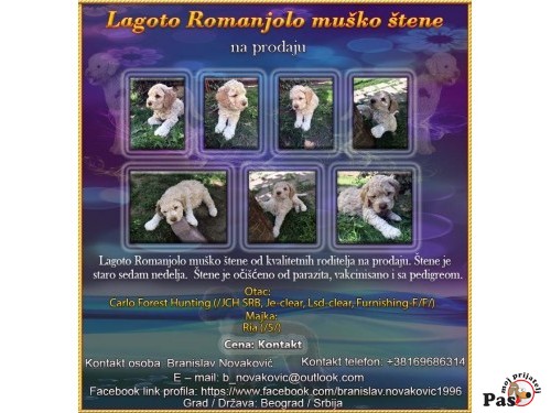 Lagotto romagnolo