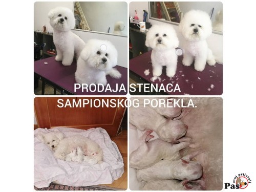 Kovrdžavi bišon