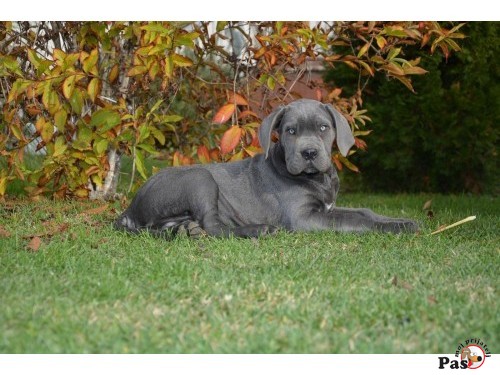 Cane Corso