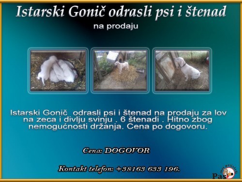 Istarski kratkodlaki gonič