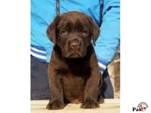 LABRADOR RETRIVER