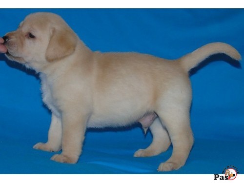 Labrador retriver