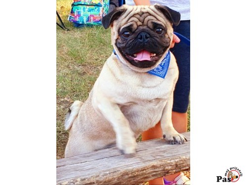 Mops