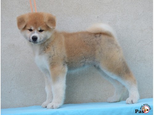 Akita Inu
