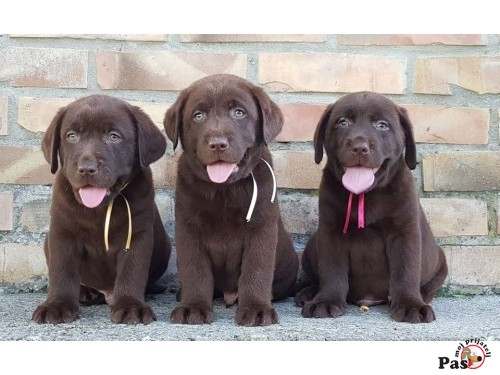 Labrador retriver