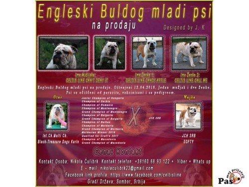 Engleski buldog