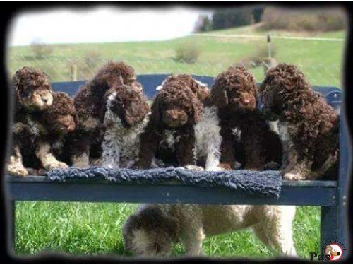 Lagotto romagnolo