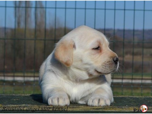 LABRADOR RETRIVER
