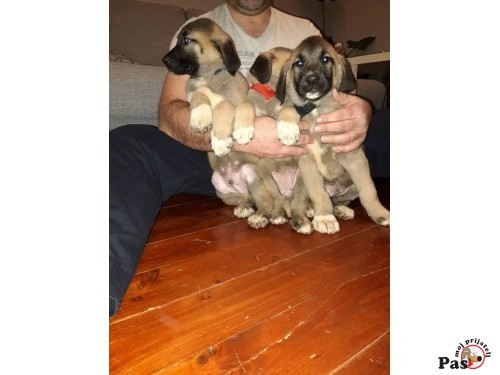 Kangal