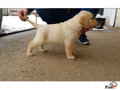 Labrador retriver