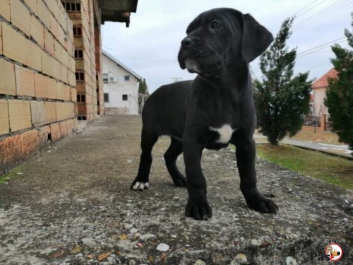 Cane Corso