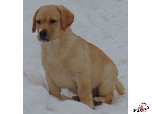 Labrador retriver