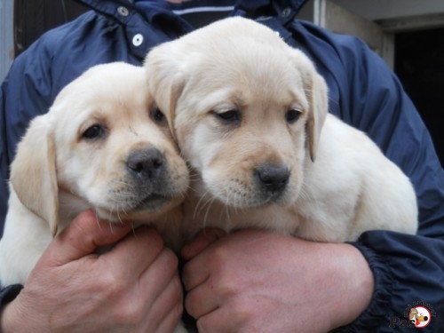 Labrador retriver