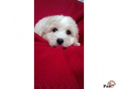 Coton de tulear - Tulearski pas