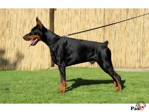 Doberman