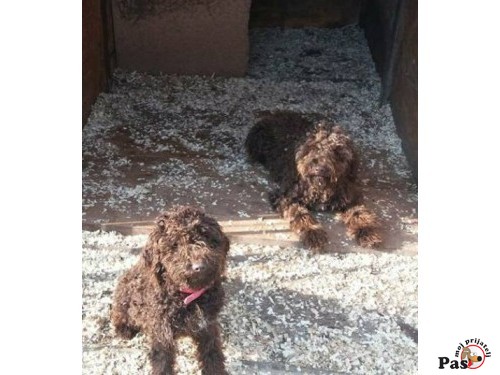 Lagotto romagnolo