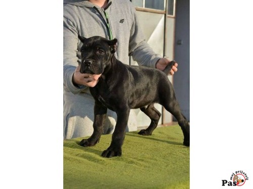 Cane Corso